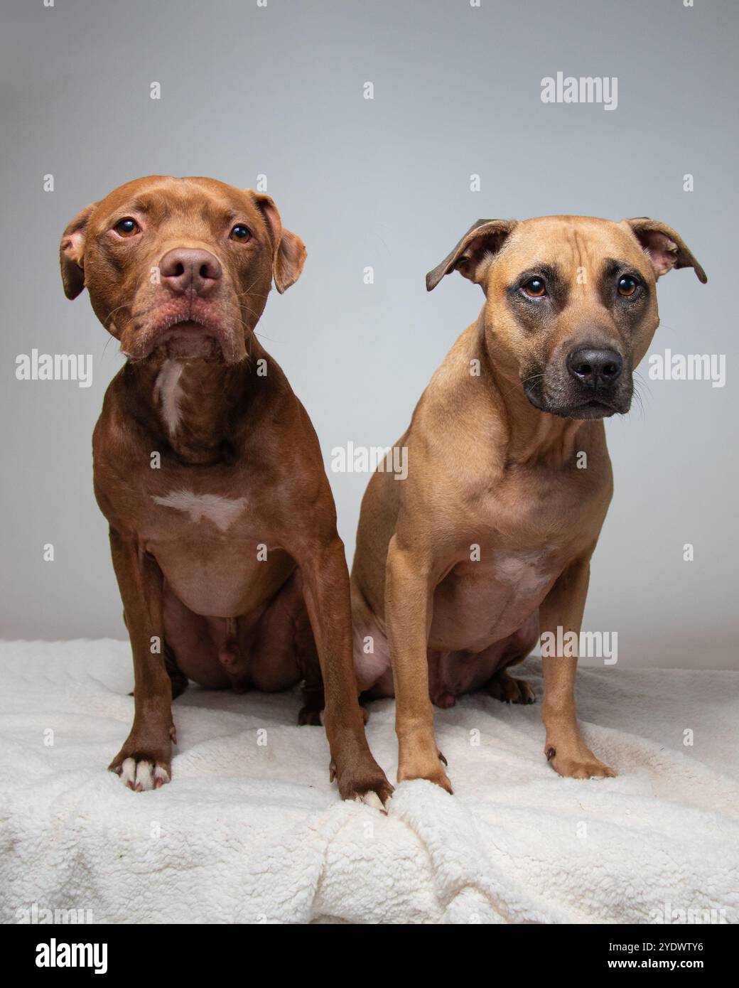Close-up of a pit bull and a staffordshire bull terrier mix dog sitting ...