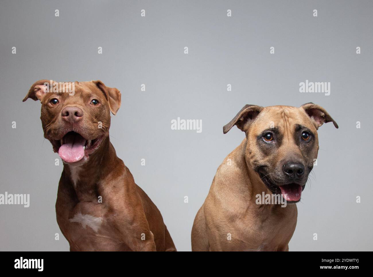 Close-up of a pit bull and a staffordshire bull terrier mix dog sitting ...