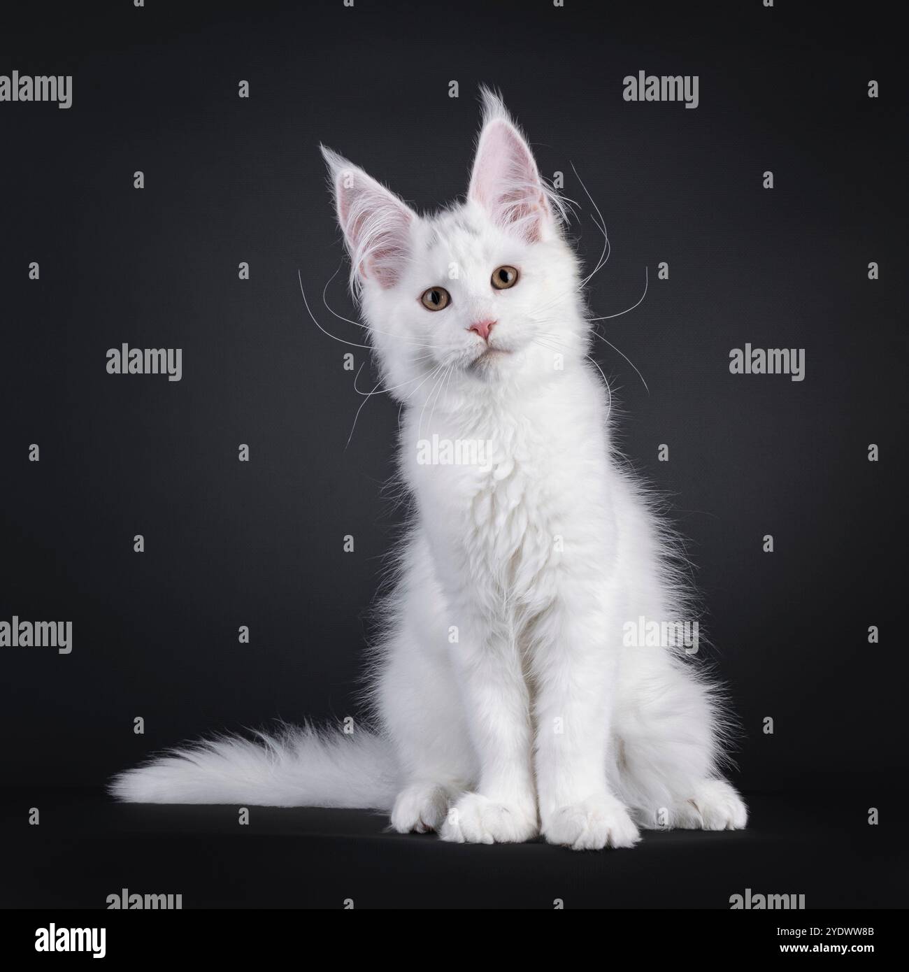 Adorable solid white Maine Coon cat kitten, sitting up facing front ...