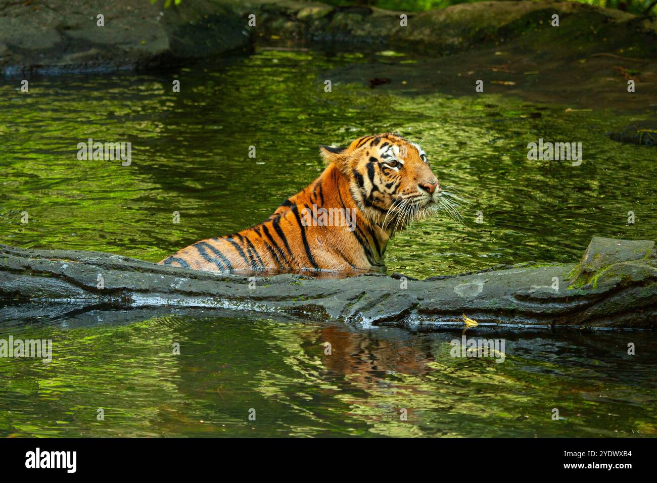 Sumatran Tiger swimming in a river, Indonesia Stock Photo - Alamy