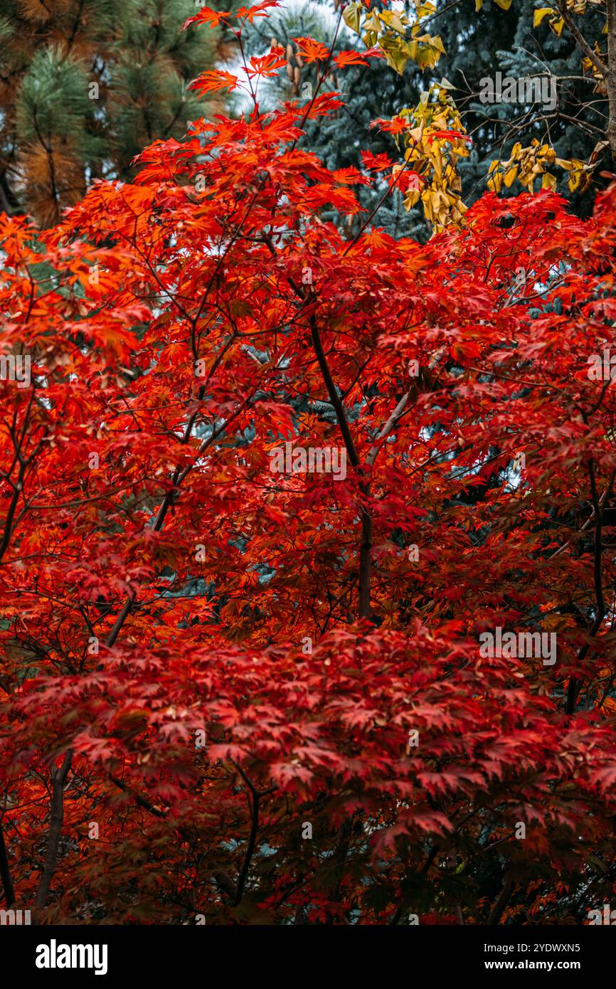 Bright red Acer japonicum leaves in autumn forest. Japanese maple fall ...