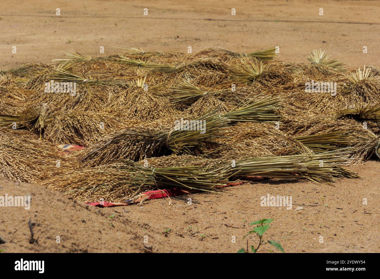 Rice drying hi-res stock photography and images - Alamy