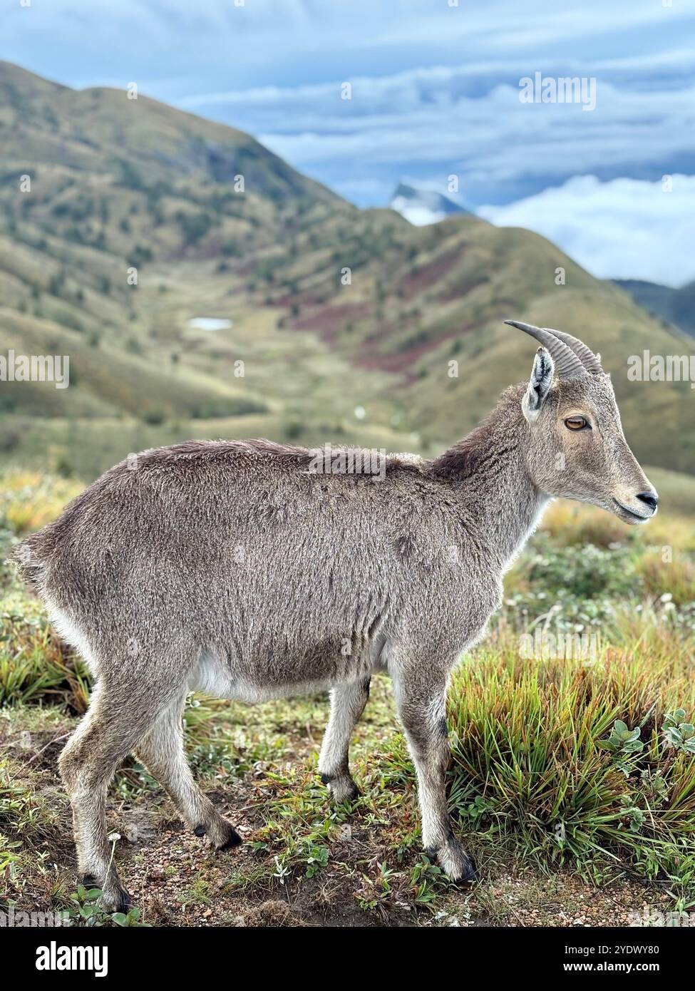 the Nilgiri Tahr Stock Photo - Alamy
