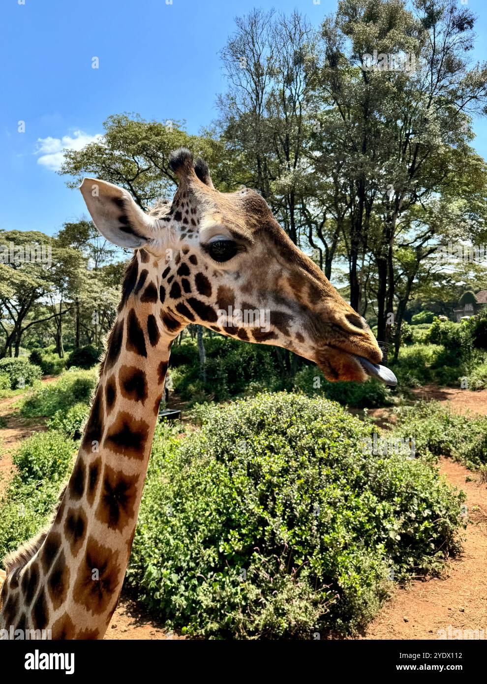 Giraffe african wildlife hi-res stock photography and images - Alamy