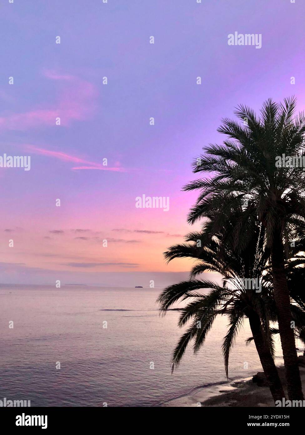 Purple sunset with palm trees hi-res stock photography and images - Alamy