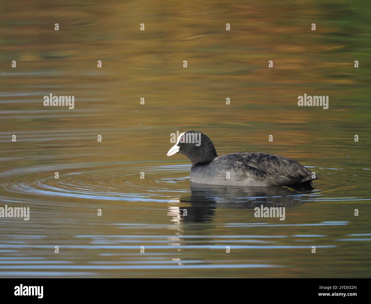 Mature coots retain their territorial water throughout the year ...