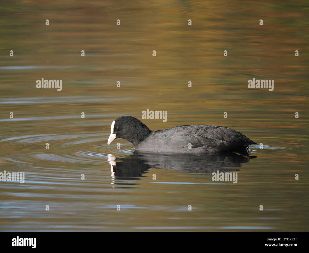 Mature coots retain their territorial water throughout the year ...