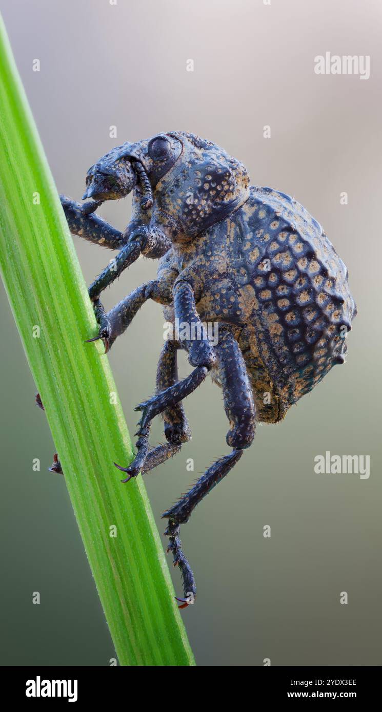 Brachycerus lutosus (Brachyceridae), is a species of armored weevil ...