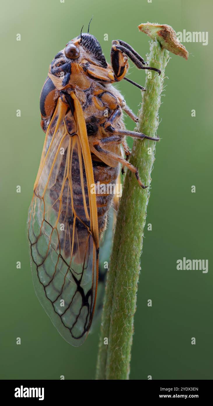 Hemiptera cicadidae orange hi-res stock photography and images - Alamy