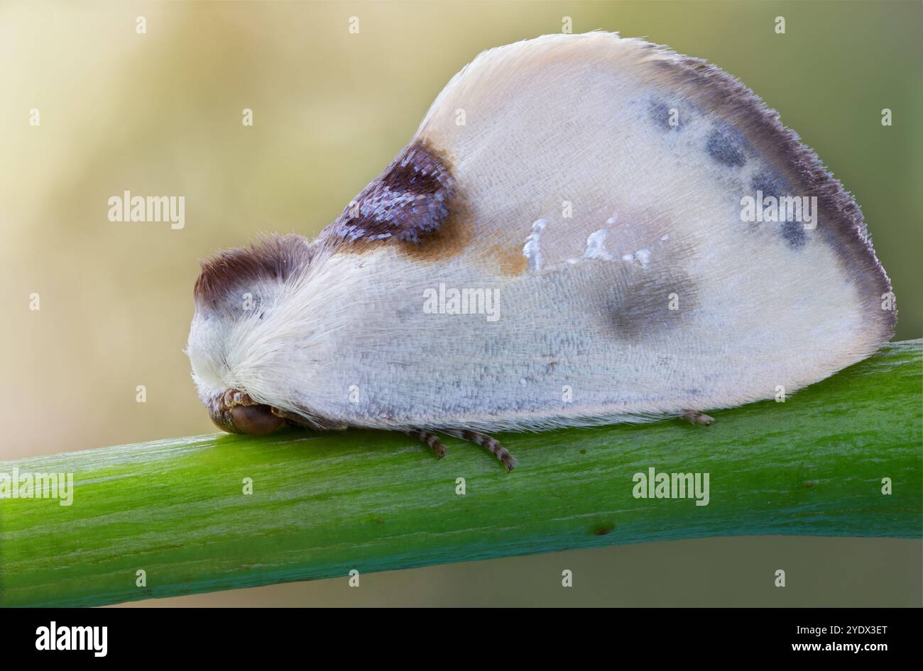 Cilix asiatica hi-res stock photography and images - Alamy