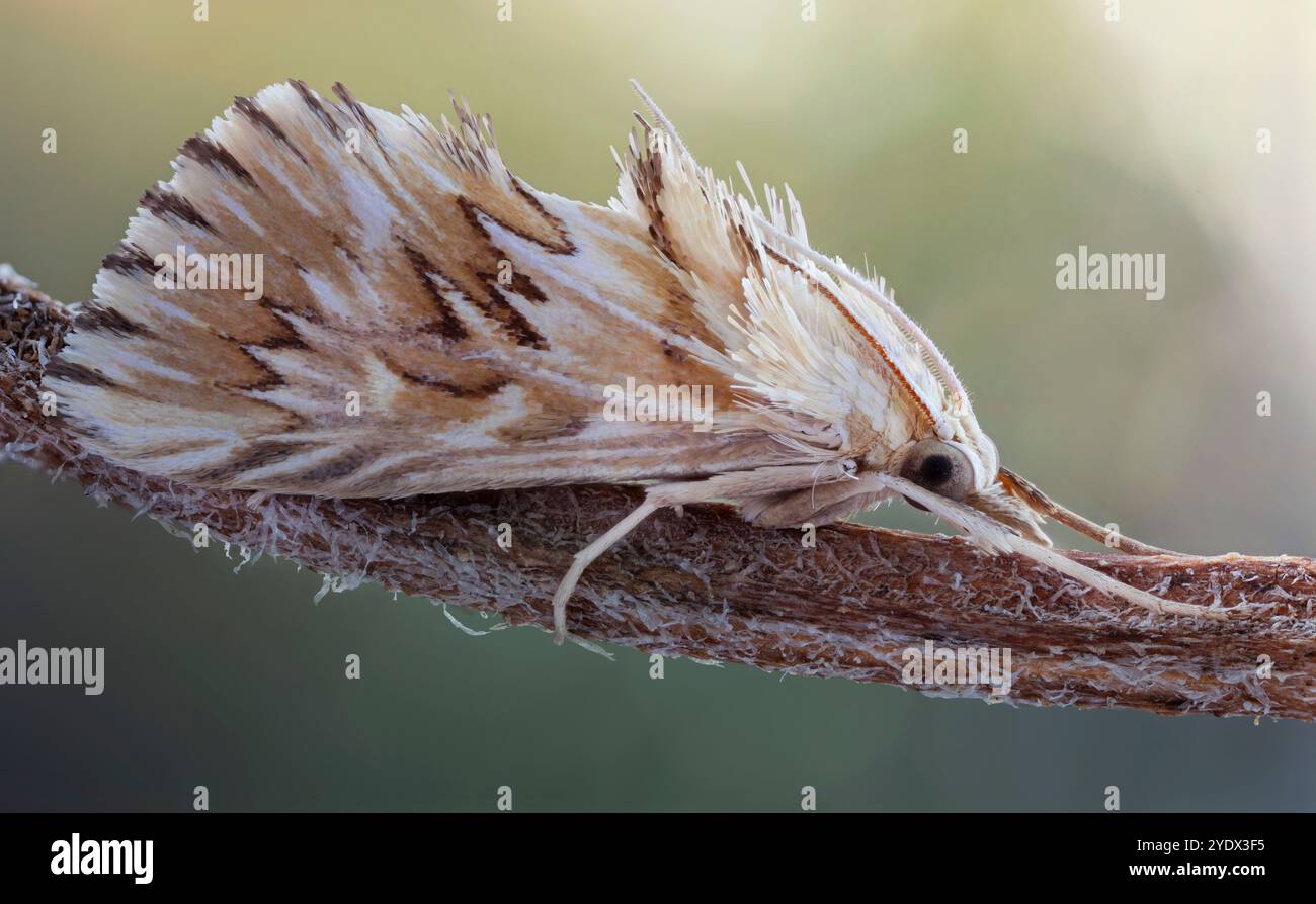 Crambidae species hi-res stock photography and images - Alamy