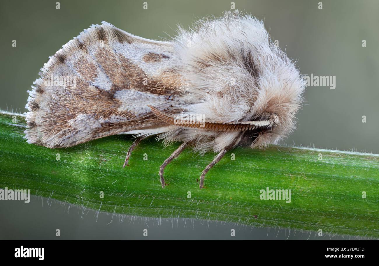 Garlic mottled (Dyspessa ulula), is a moth species of the family ...