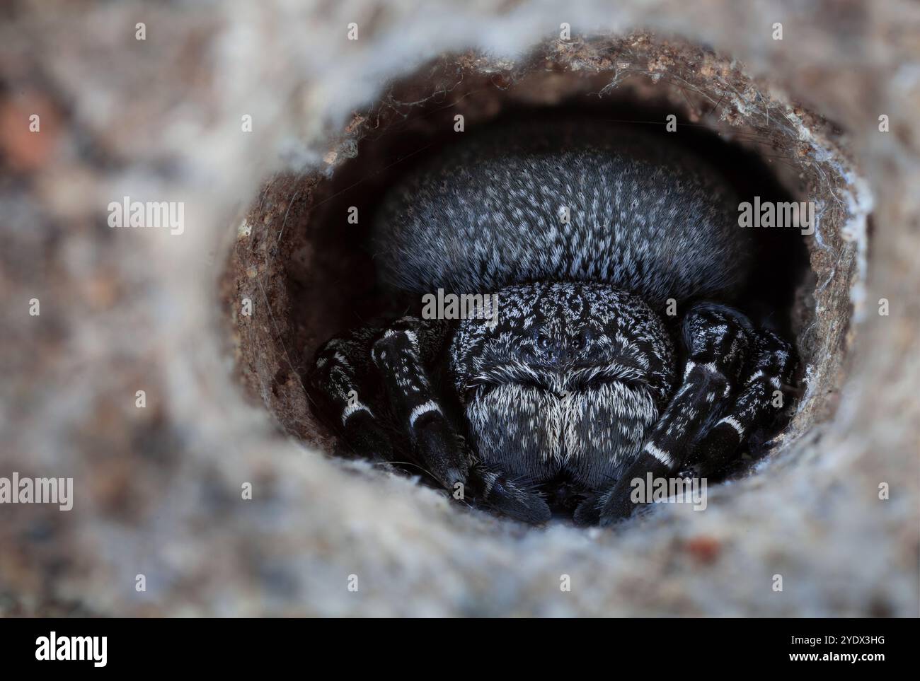 An undescribed Eresus species of velvet spiders (Eresidae Stock Photo ...