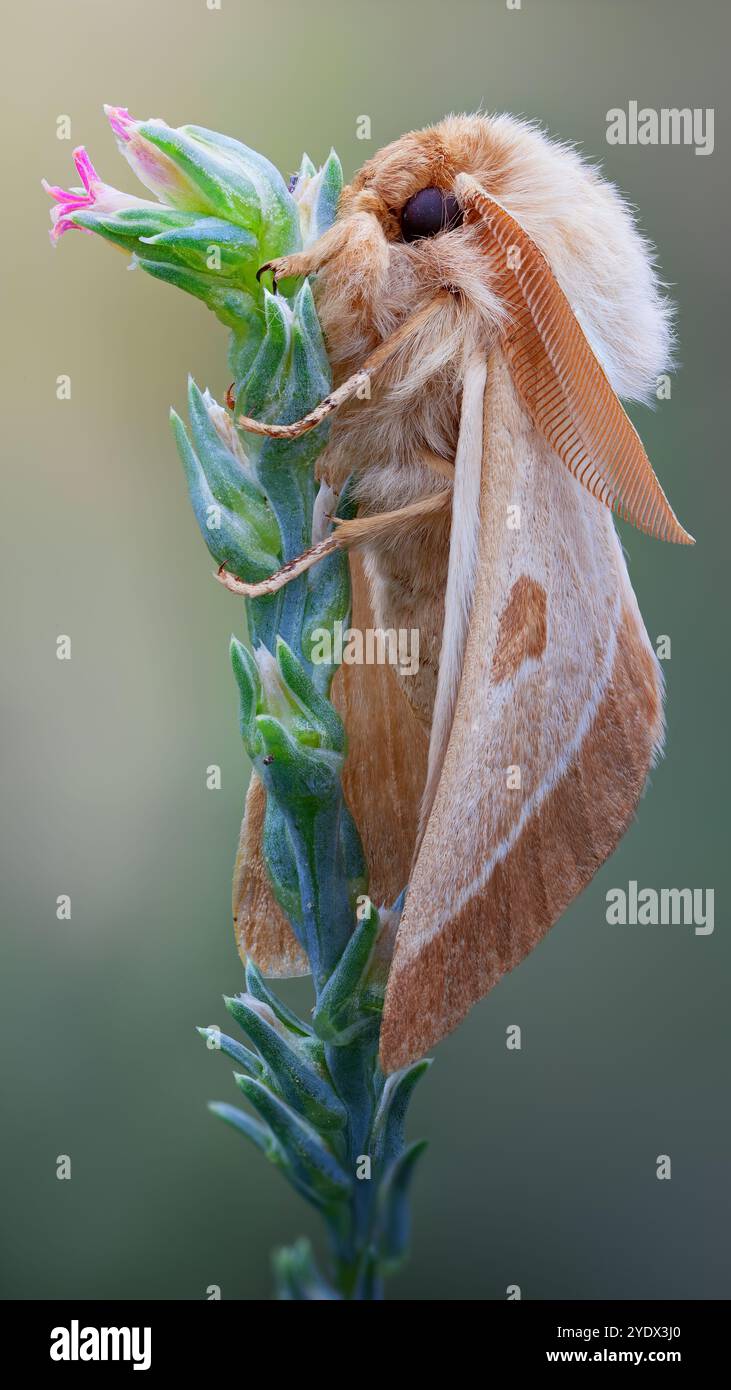 Lemonia balcanica is a species of moth of the family Brahmaeidae Stock ...