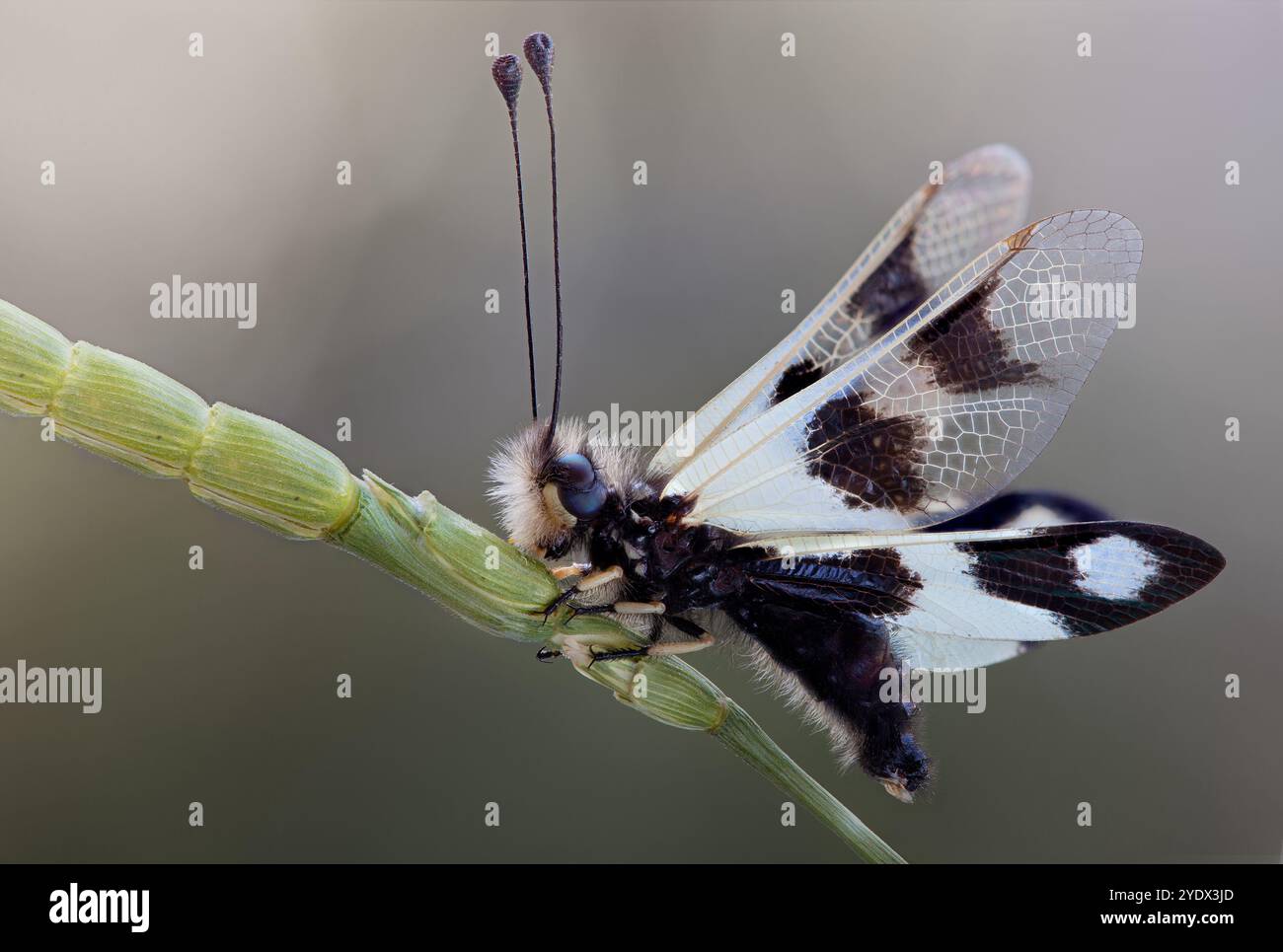 White form of Libelloides macaronius - a day-flying owlfly ...