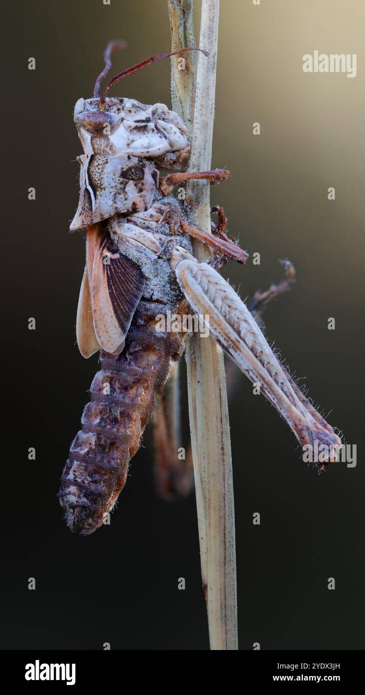 Freshly dead locust, killed by an entomopathogenic fungus (Entomophaga ...