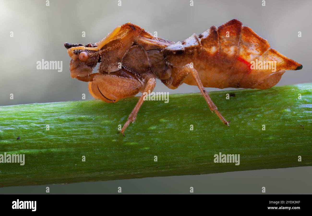 Phymata crassipes, species of assassin bugs (Reduviidae Stock Photo - Alamy