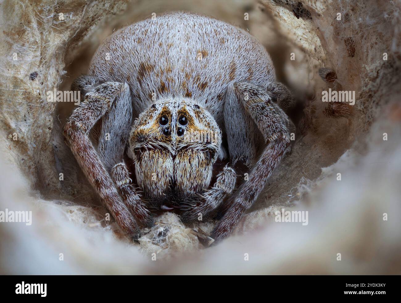Stegodyphus lineatus, velvet spider (Eresidae), female Stock Photo - Alamy