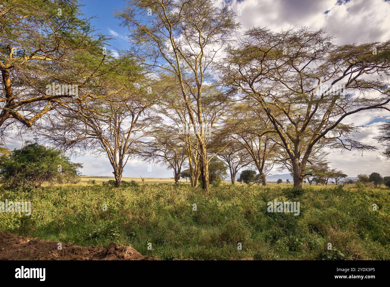 African tree of African savannah in the Serengeti wildlife area of ...