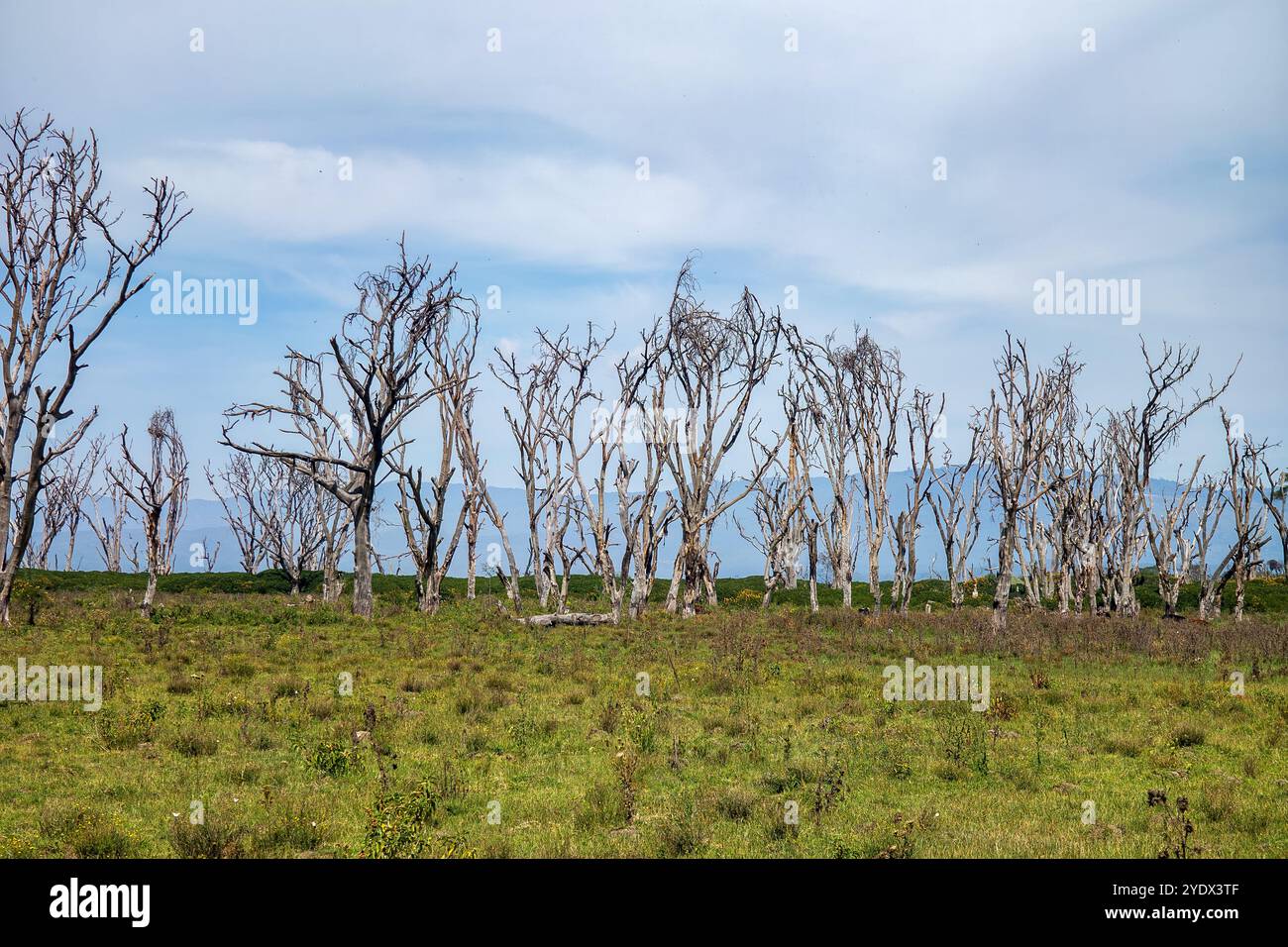 dry trees in the forest in the African savannah.. Acacia Trees at Lake ...