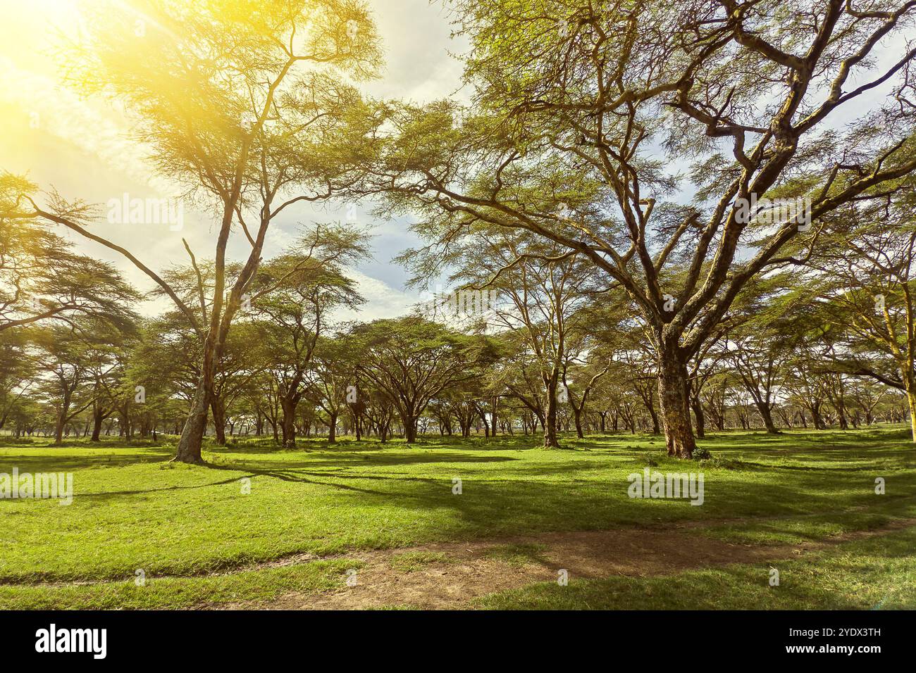 Acacia tree rainforest africa hi-res stock photography and images - Alamy