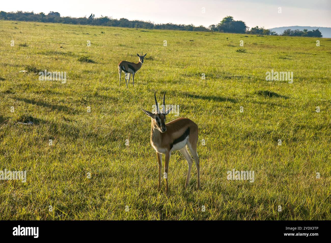Africa namibia antelope legs hi-res stock photography and images - Alamy