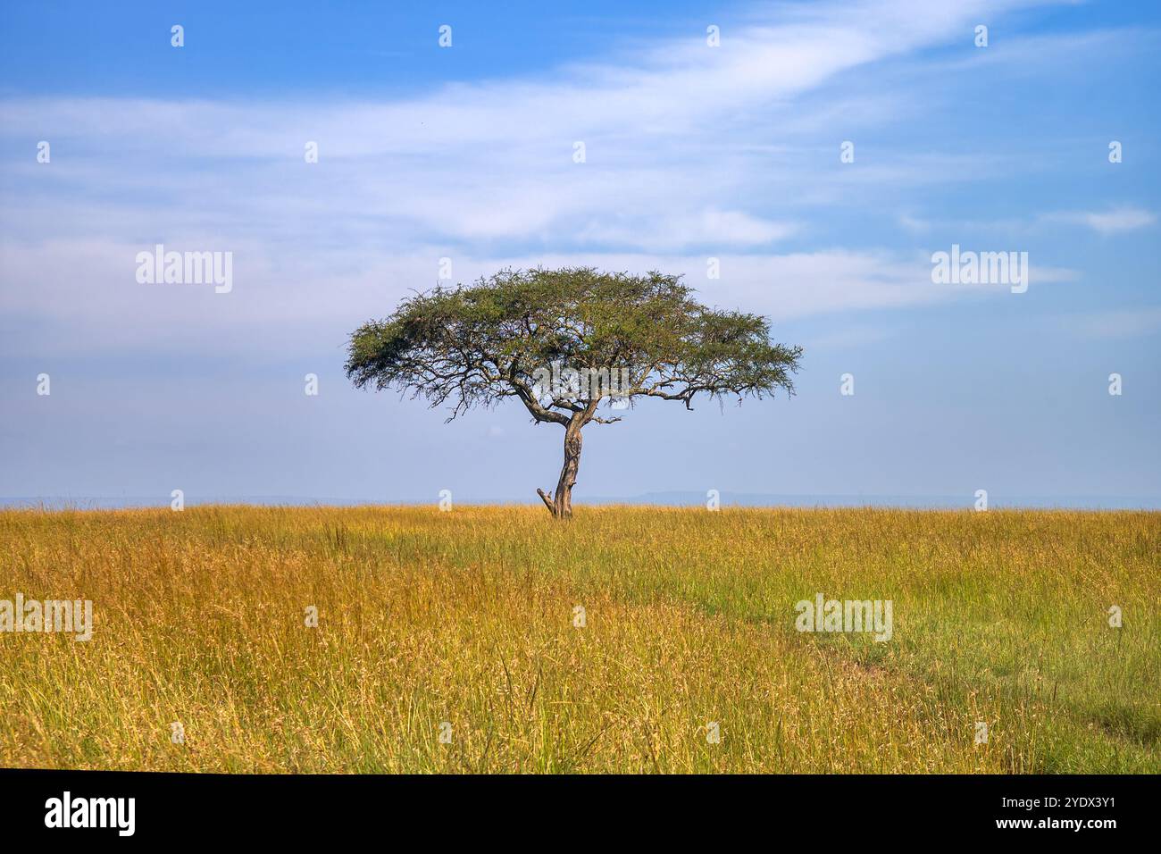 Large Acacia tree in the open savanna plains of East Africa Stock Photo ...