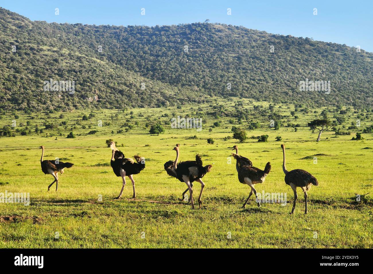 One ostrich in the landscape of the savannah in Kenya Stock Photo - Alamy