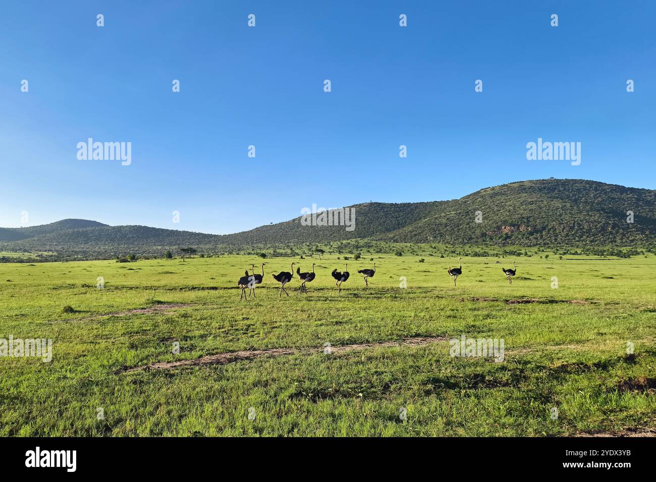 Group of common ostrich, Struthio camelus, in warm morning light. green ...