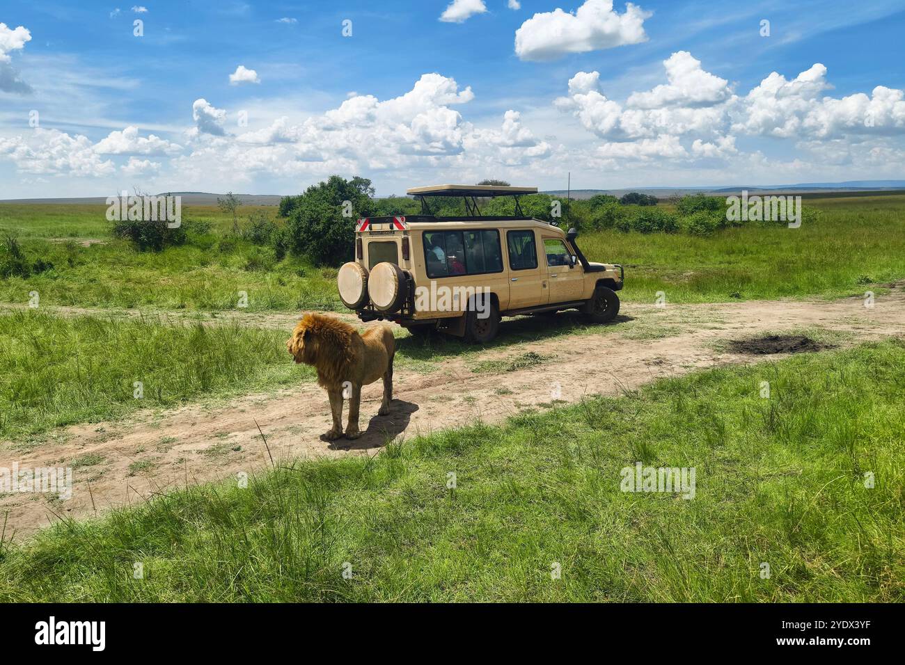 lion against the background of tourists in a car. Observation of animals in their natural ...