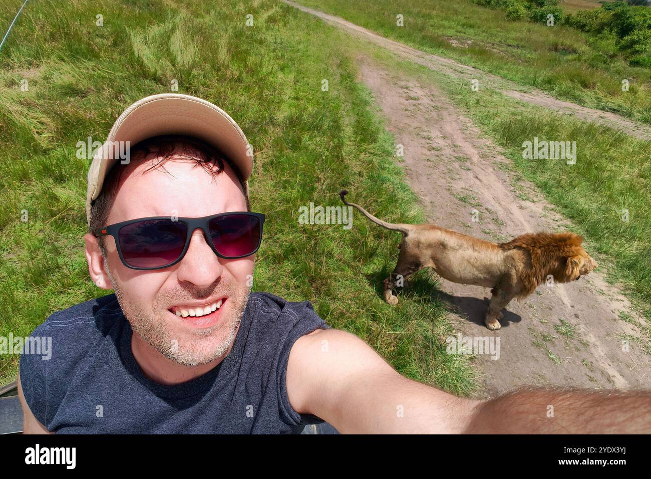 A guy takes a selfie with a wild lion during an African safari in ...