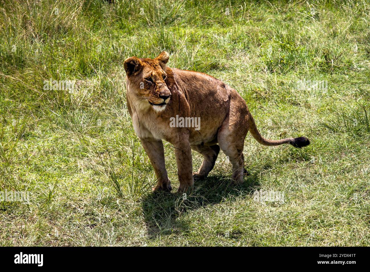 Lioness walking side view isolated hi-res stock photography and images ...