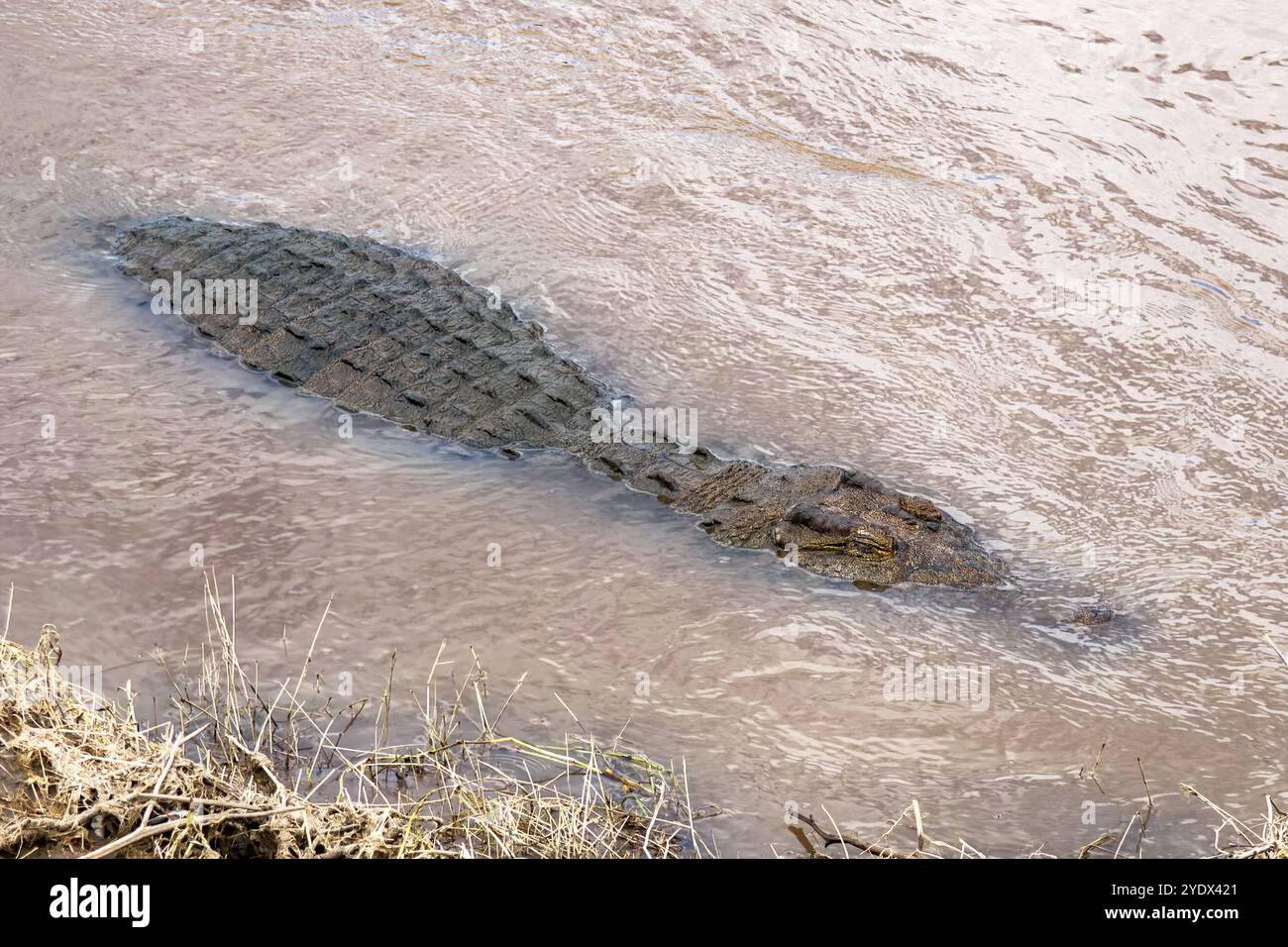 Crocodile moving head crocodylus niloticus hi-res stock photography and ...