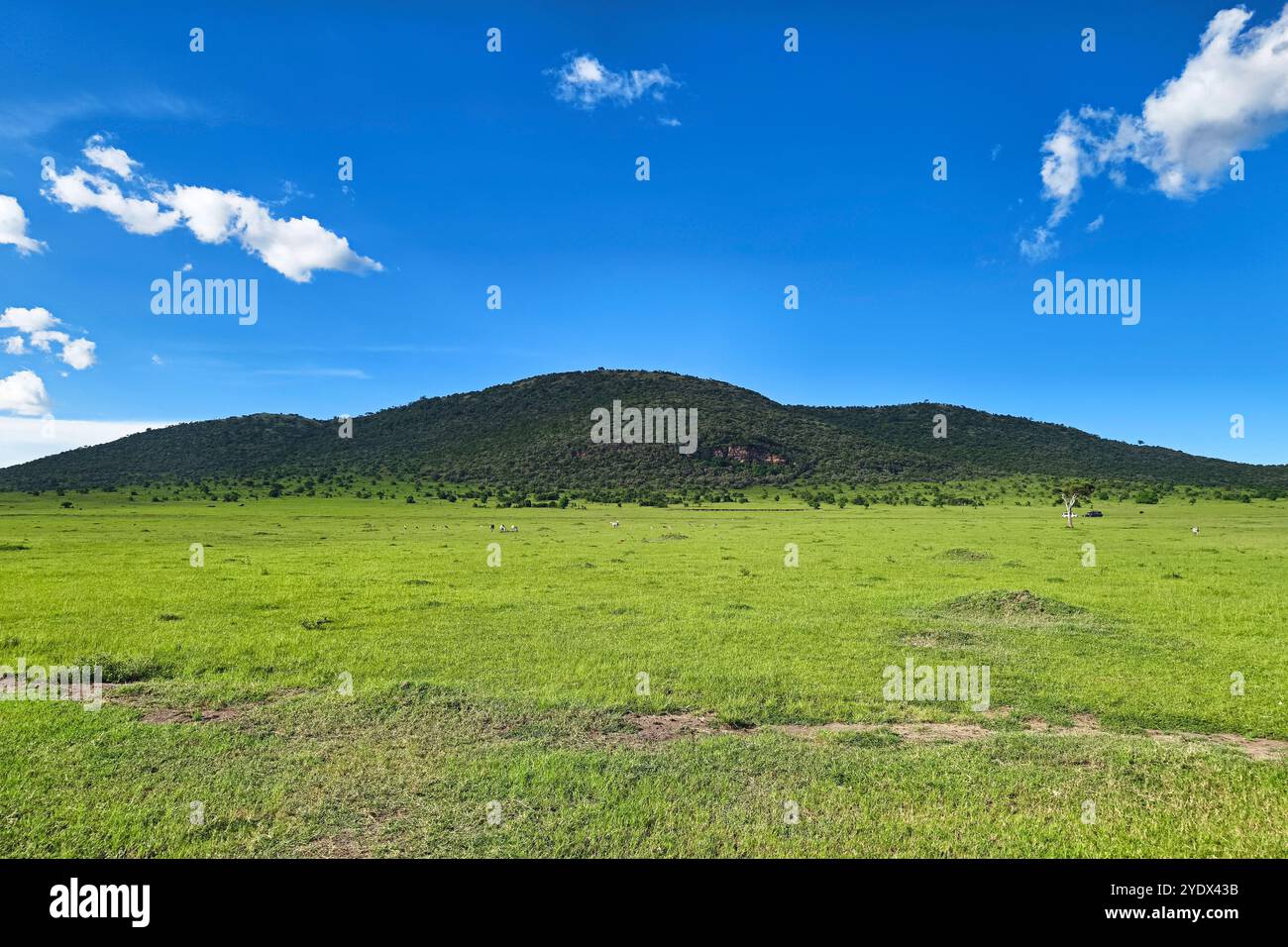 African landscape. endless savanna is covered with green grass ...