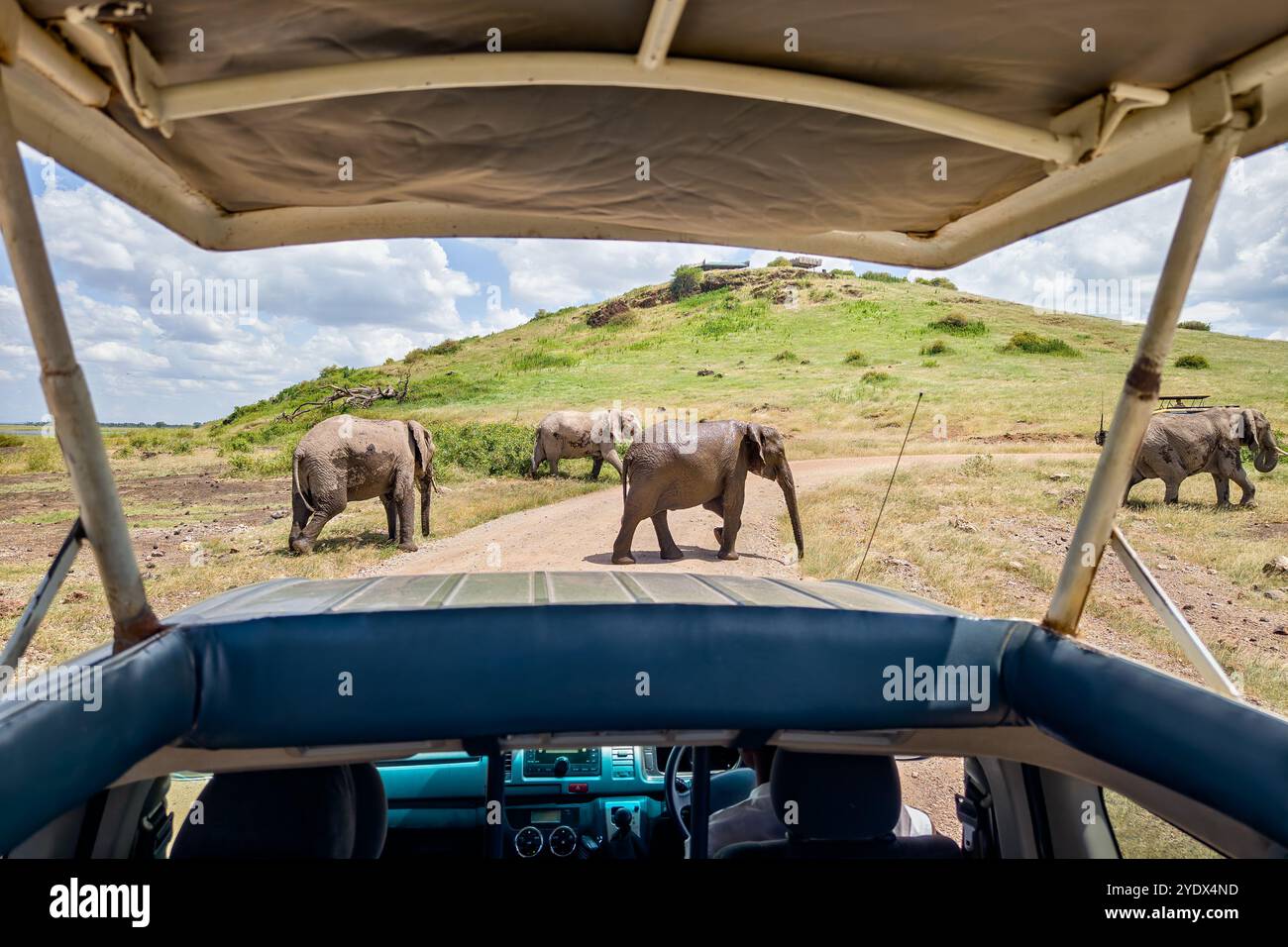 watching animals in the wild inside a vehicle with an open roof. View ...