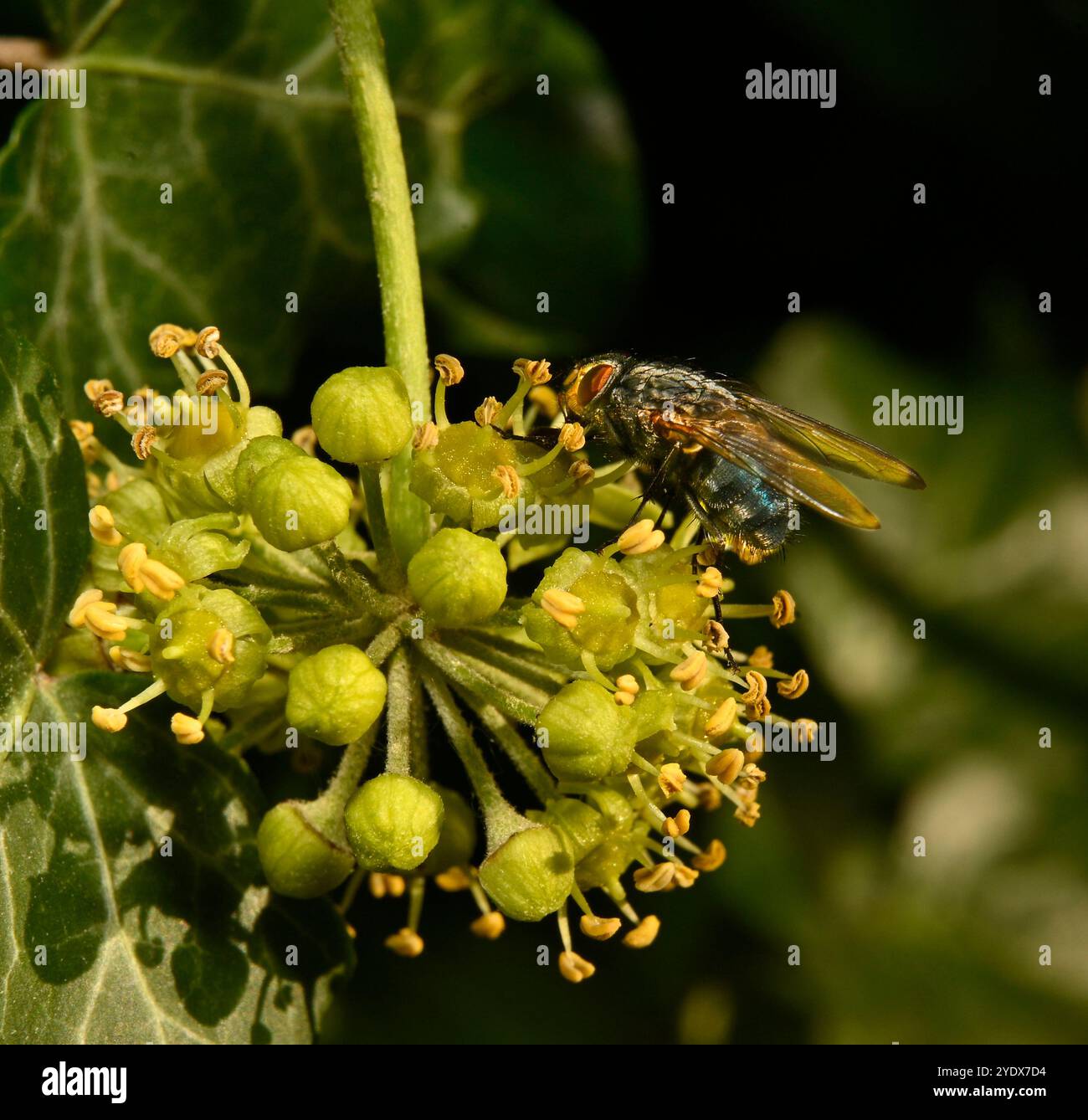 Blowfly larvae hi-res stock photography and images - Alamy