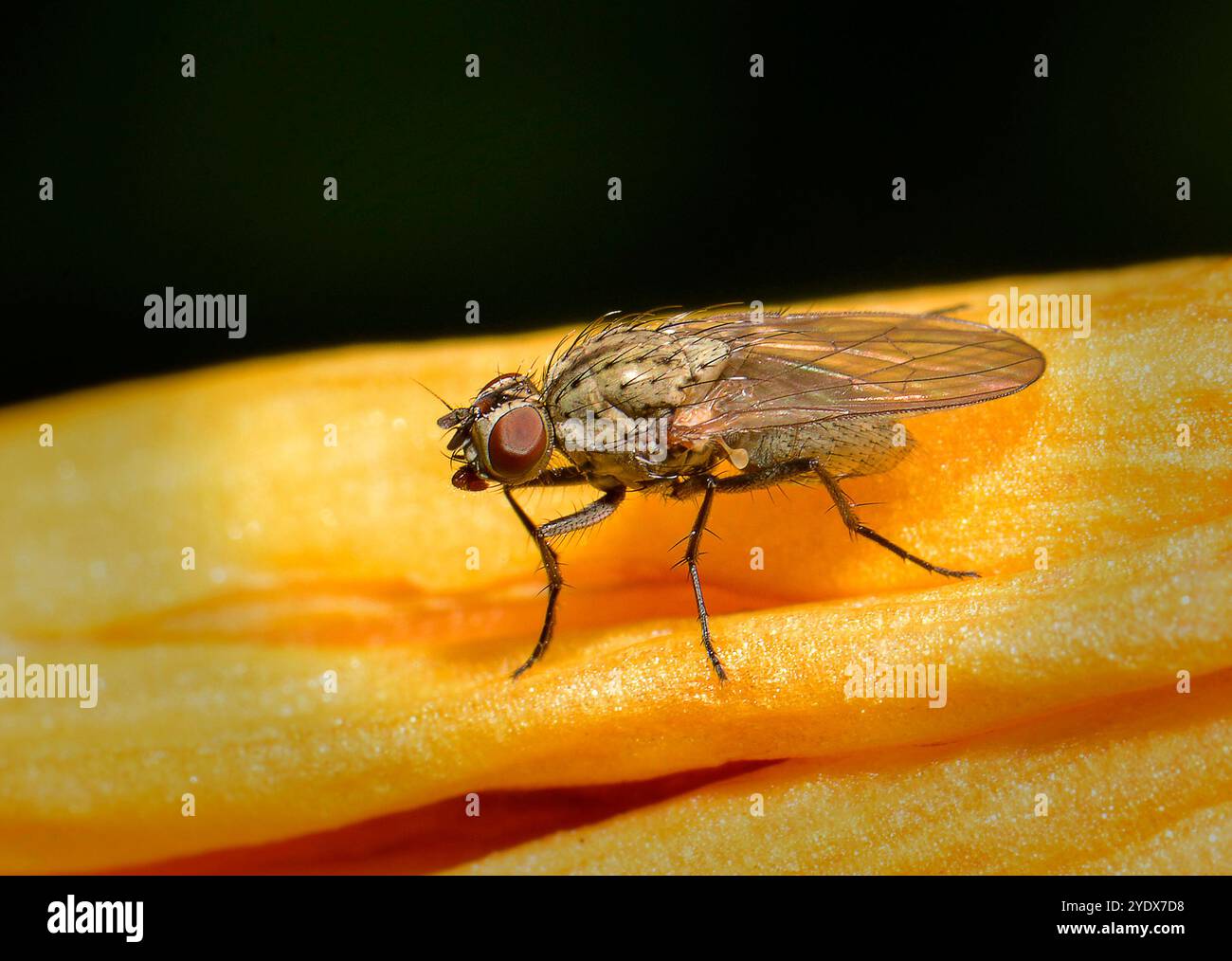 Botanophila fugax is a type of Root maggot fly. This one is resting on ...