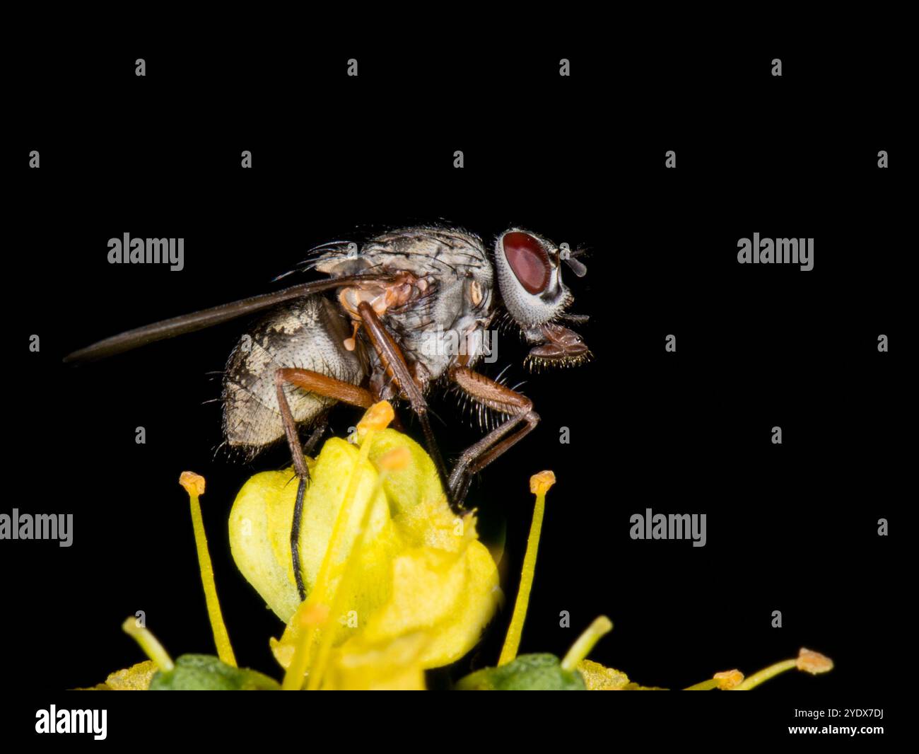 The House fly, Phaonia tuguriorum, resting on a yellow flower against a ...