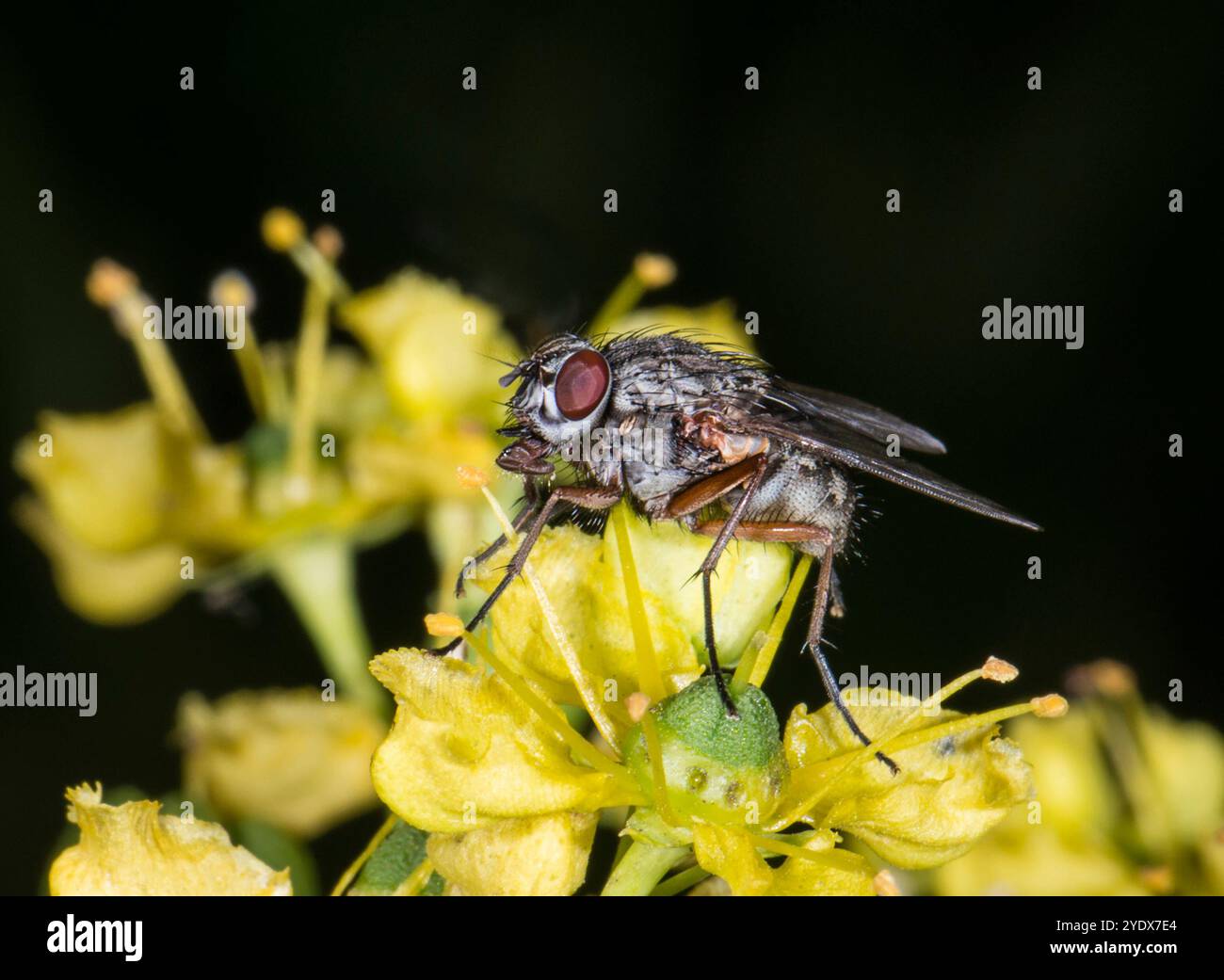 The House fly, Phaonia tuguriorum, resting on a yellow flower against a ...