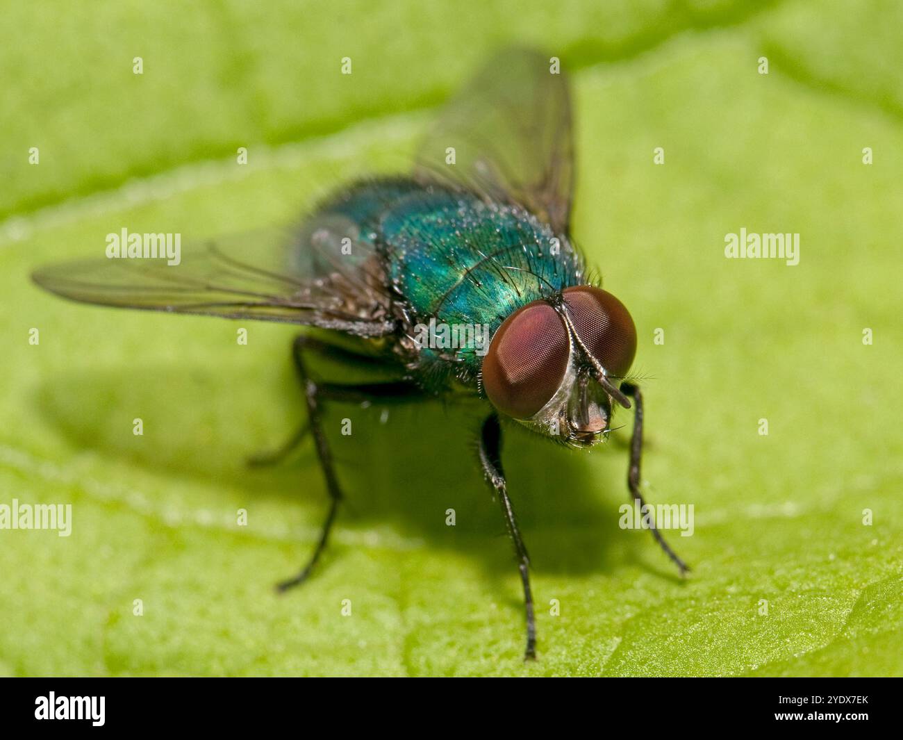 Larvae sometimes used in maggot therapy hi-res stock photography and ...