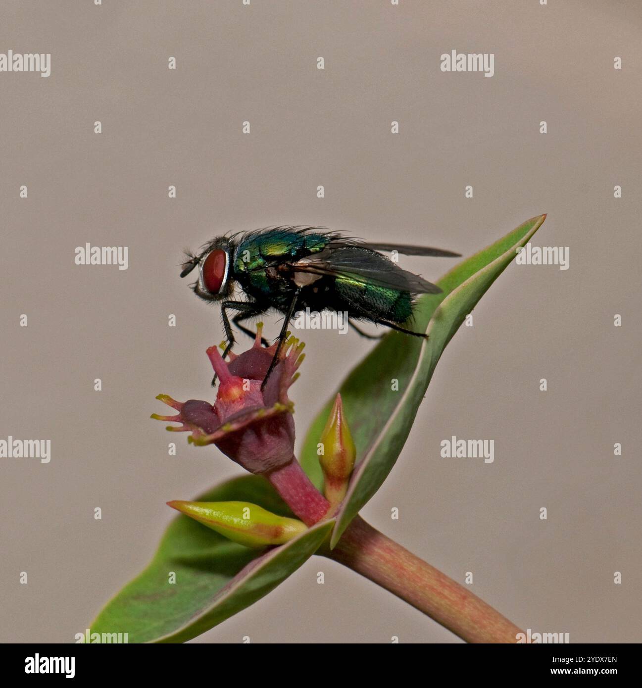 Blowfly larvae hi-res stock photography and images - Alamy