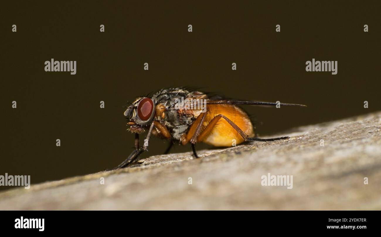 A close-up House Fly, Phaonia subventa, resting on wood and taken with ...