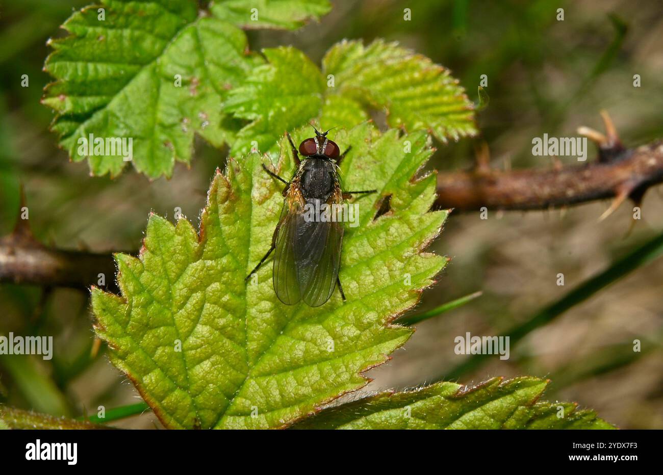 Short thin antennae hi-res stock photography and images - Alamy