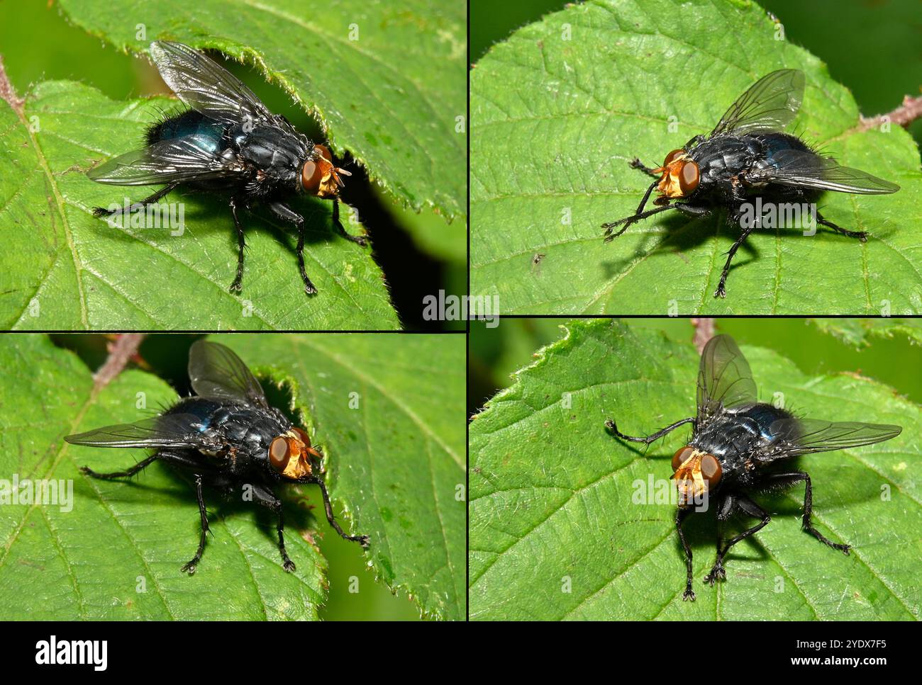 Blowfly larvae hi-res stock photography and images - Alamy