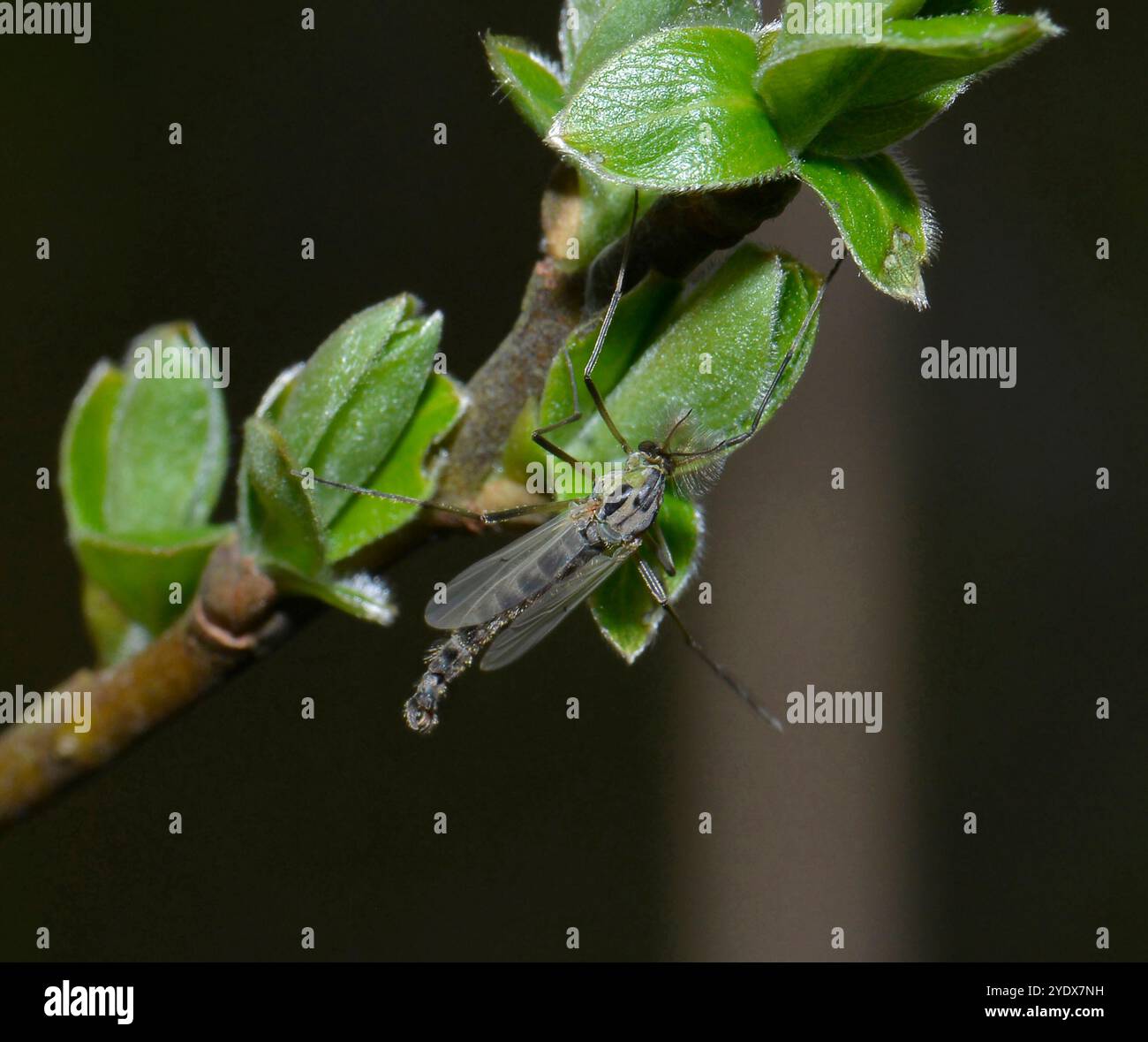A well focussed closeup of a Buzzer midge, Chironomus plumosus, resting ...