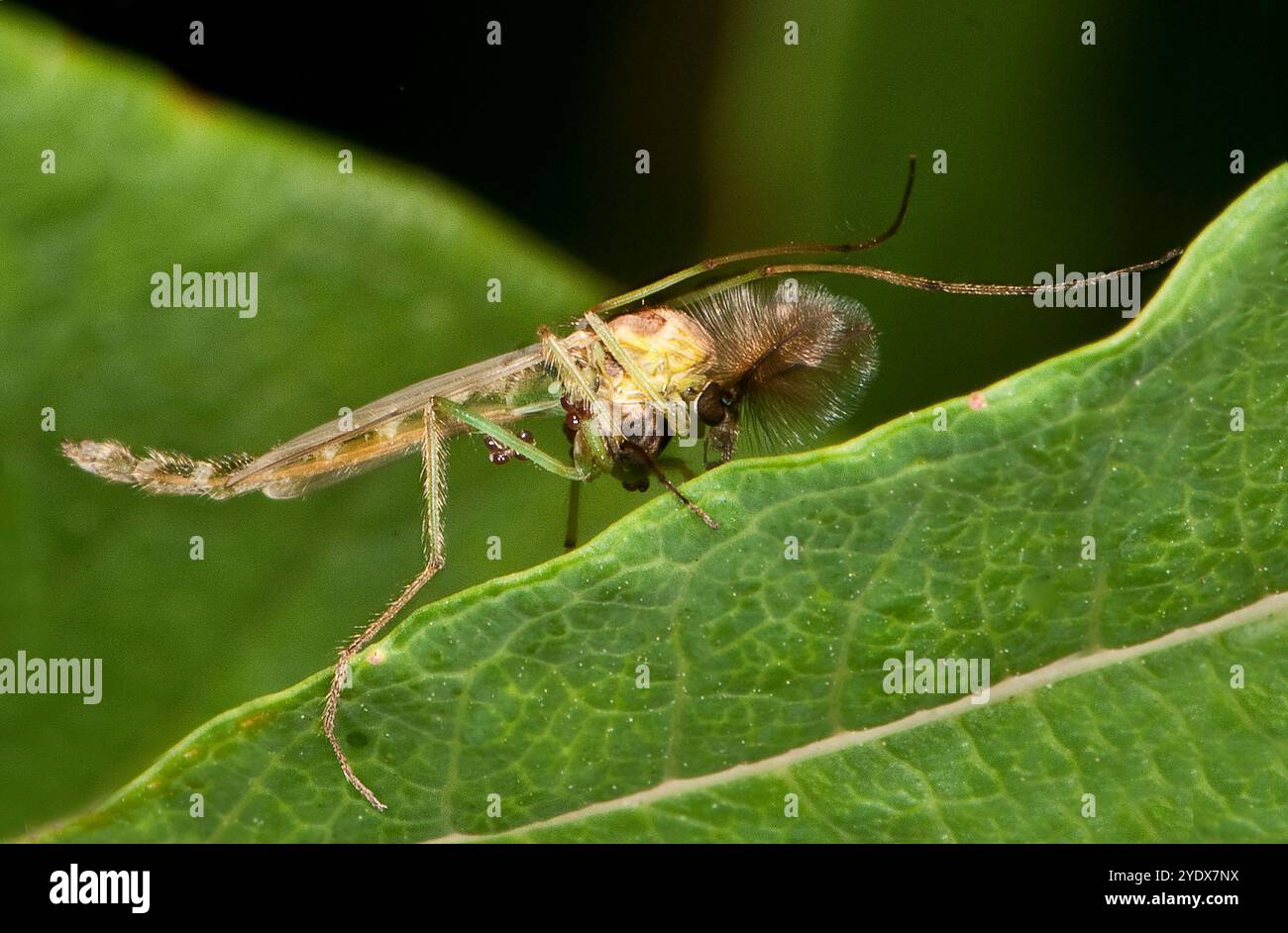 A well focussed male Buzzer midge, Chironomus plumosus, resting on a ...