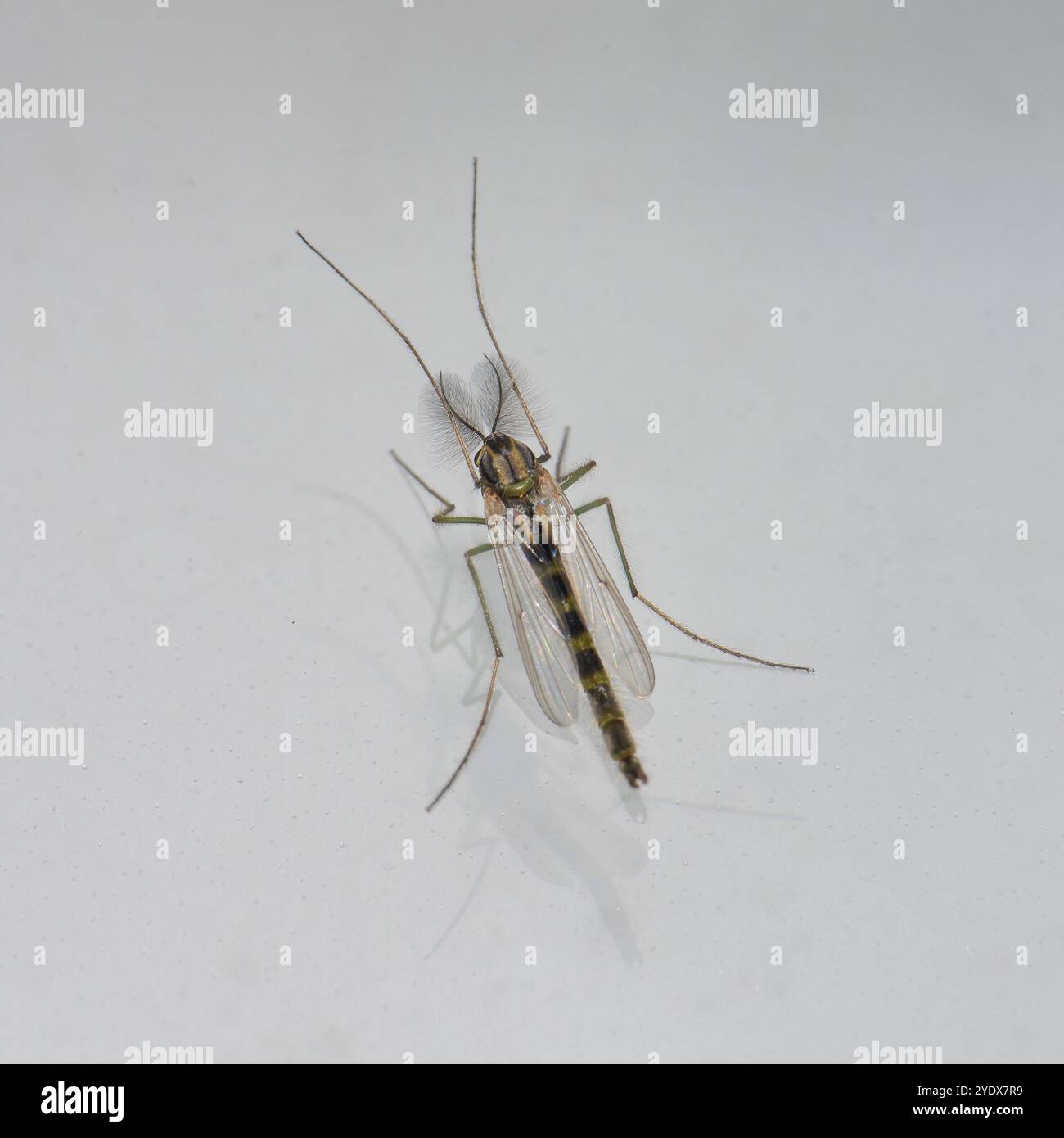 A close-up and well focussed image of this beautiful male Buzzer midge ...