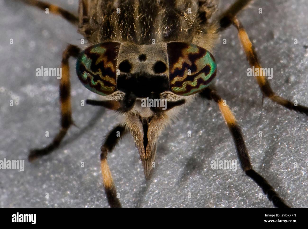 Female eye wide apart hi-res stock photography and images - Alamy