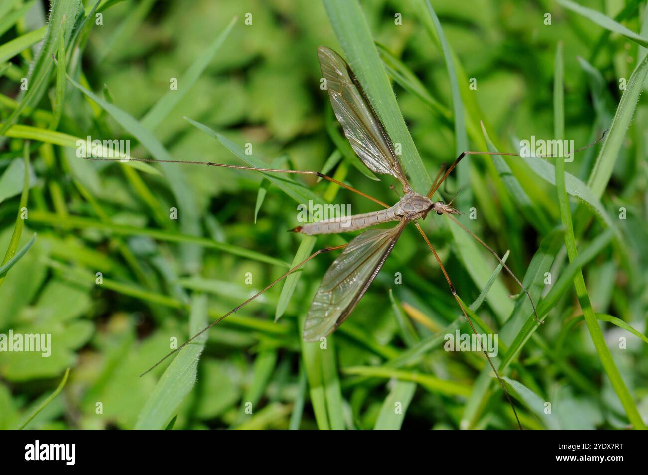 Crane fly larvae known hi-res stock photography and images - Alamy