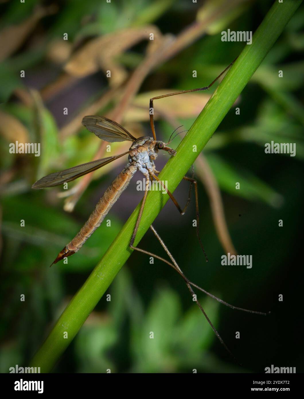 A side view of a female Common Crane Fly or European Crane Fly, Tipula ...